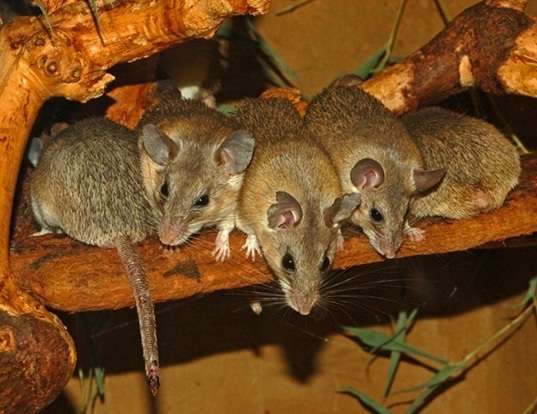 NORTHERN GRASSHOPPER MOUSE LIFE EXPECTANCY