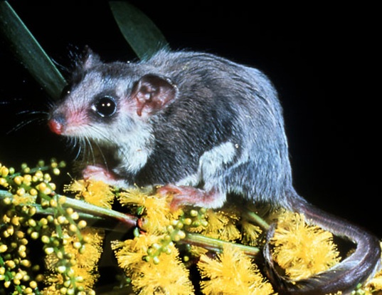 Feather Tailed Possum