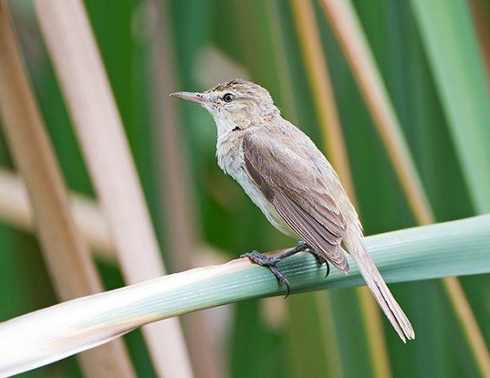 SEYCHELLES WARBLER LIFE EXPECTANCY