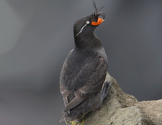 CRESTED AUKLET LIFE EXPECTANCY