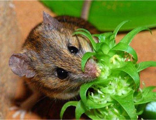 SMALL JAPANESE FIELD MOUSE LIFE EXPECTANCY