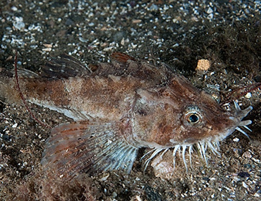 HOOKNOSE LIFE EXPECTANCY