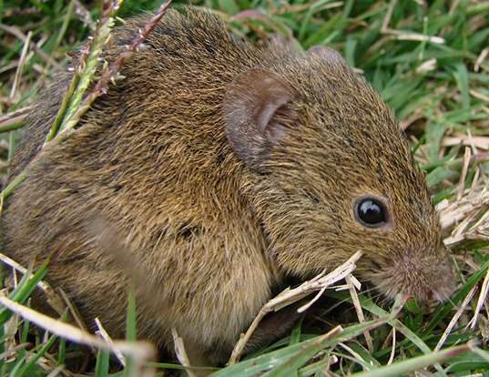 LONG-TAILED POCKET MOUSE LIFE EXPECTANCY
