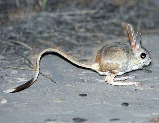 Greater Egyptian Jerboa