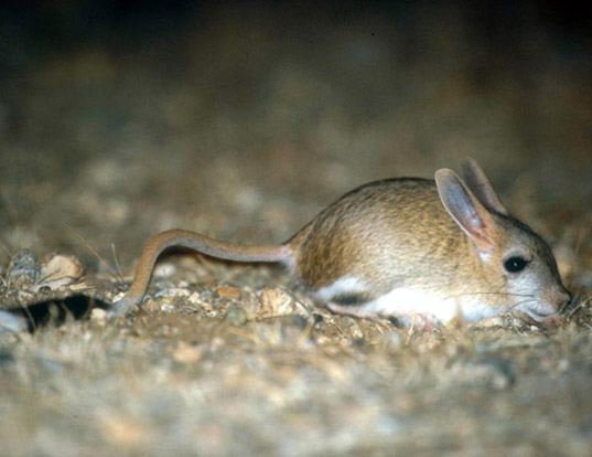 LESSER EGYPTIAN JERBOA LIFE EXPECTANCY