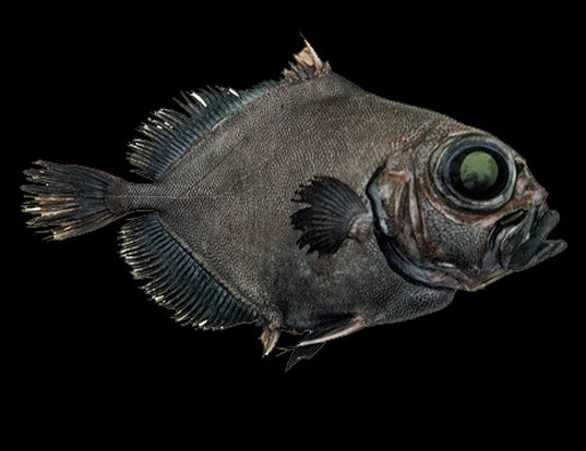 BLACK OREO LIFE EXPECTANCY