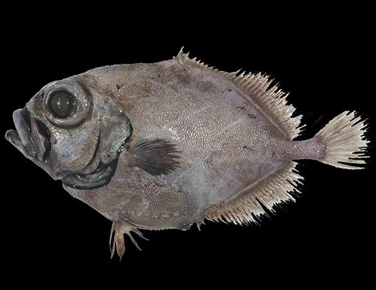 BLACK OREO LIFE EXPECTANCY