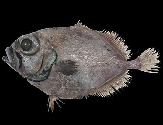 WARTY OREO LIFE EXPECTANCY