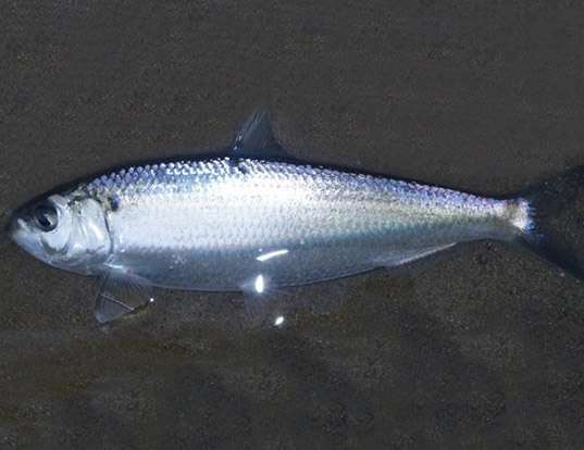 BLUEBACK HERRING LIFE EXPECTANCY