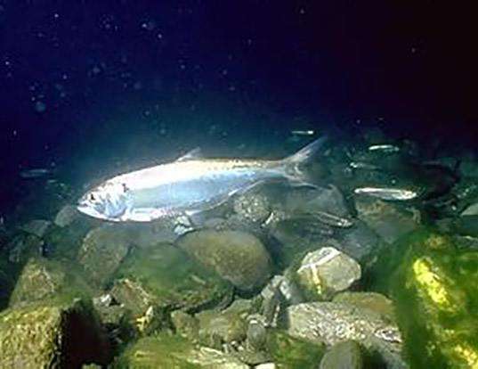 TWAITE SHAD LIFE EXPECTANCY