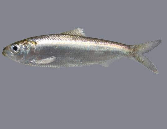 THREADFIN SHAD LIFE EXPECTANCY
