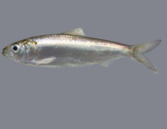 ALABAMA SHAD LIFE EXPECTANCY