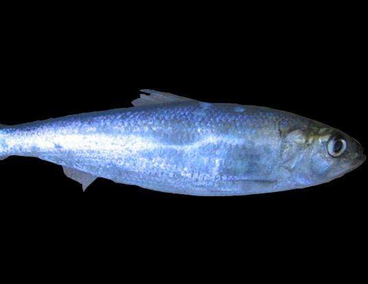 PONTIC SHAD LIFE EXPECTANCY