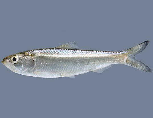PACIFIC HERRING LIFE EXPECTANCY