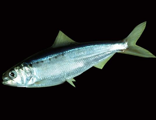 AMERICAN SHAD LIFE EXPECTANCY