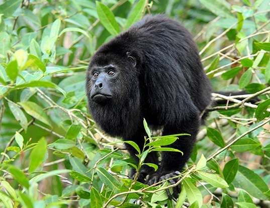 YUCATAN BLACK HOWLER MONKEY LIFE EXPECTANCY