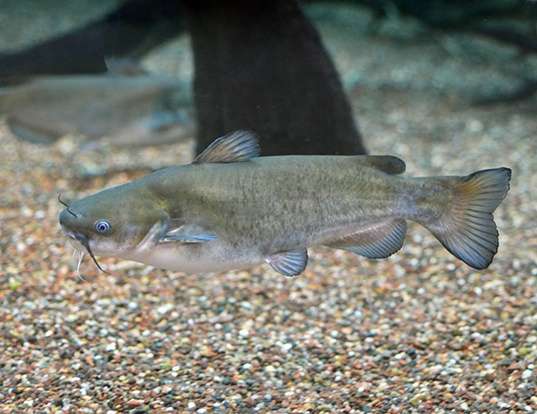 WHITE CATFISH LIFE EXPECTANCY