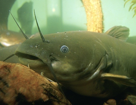 YELLOW BULLHEAD LIFE EXPECTANCY