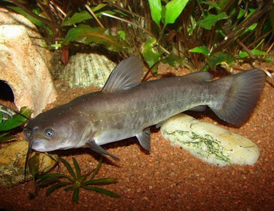 BROWN BULLHEAD LIFE EXPECTANCY