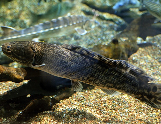 BOWFIN LIFE EXPECTANCY