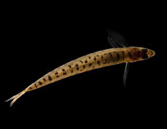 WESTERN SAND DARTER LIFE EXPECTANCY