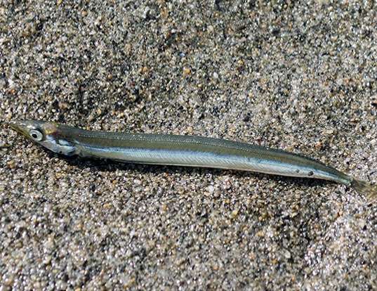 PACIFIC SAND LANCE LIFE EXPECTANCY