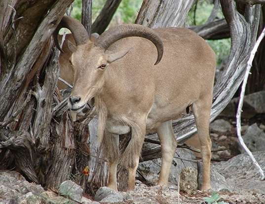 BLUE SHEEP LIFE EXPECTANCY