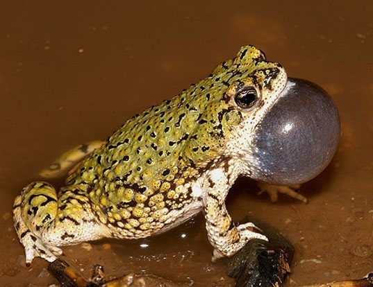 OAK TOAD LIFE EXPECTANCY