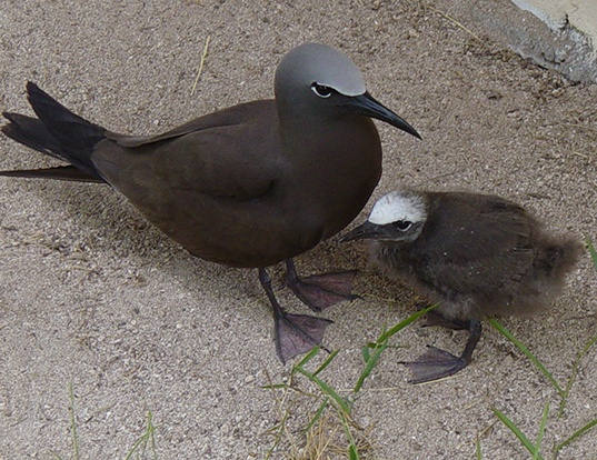 BLUE NODDY LIFE EXPECTANCY