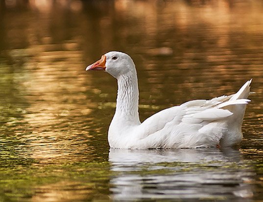 DOMESTIC GOOSE LIFE EXPECTANCY