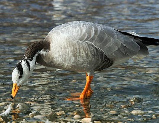 BAR-HEADED GOOSE LIFE EXPECTANCY
