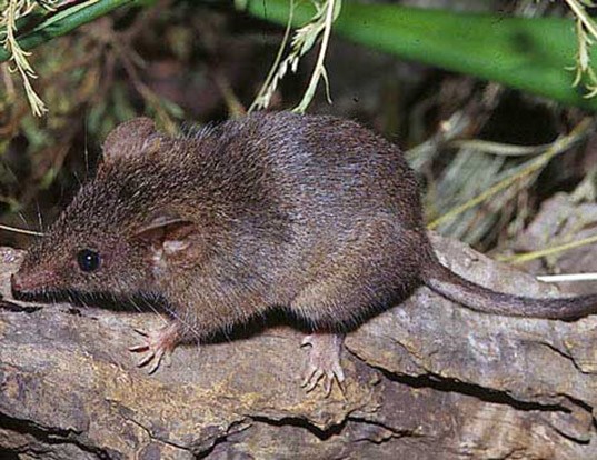 BROWN ANTECHINUS LIFE EXPECTANCY