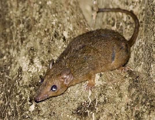 Esperanza De Vida De Los Brown Antechinus