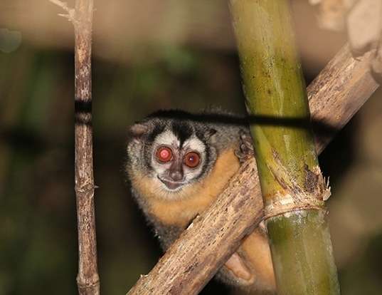 MONA MONKEY LIFE EXPECTANCY