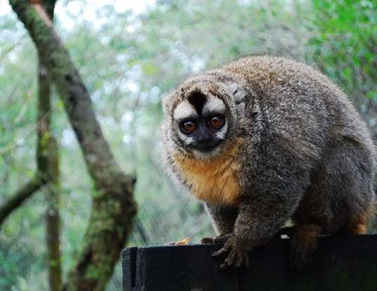 NORTHERN NIGHT MONKEY LIFE EXPECTANCY