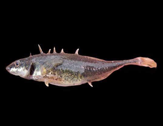 Brook Stickleback