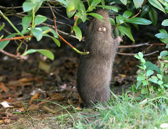MOUNTAIN BEAVER LIFE EXPECTANCY