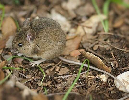 NORTHERN GRASSHOPPER MOUSE LIFE EXPECTANCY