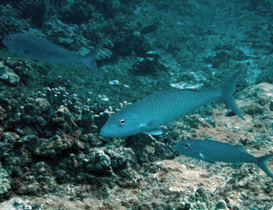 GREEN JOBFISH LIFE EXPECTANCY