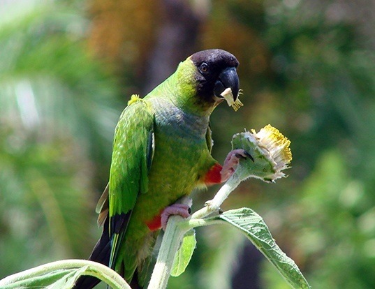 ORANGE-FRONTED CONURE LIFE EXPECTANCY