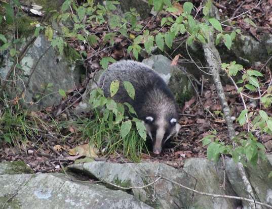 HOG BADGER LIFE EXPECTANCY
