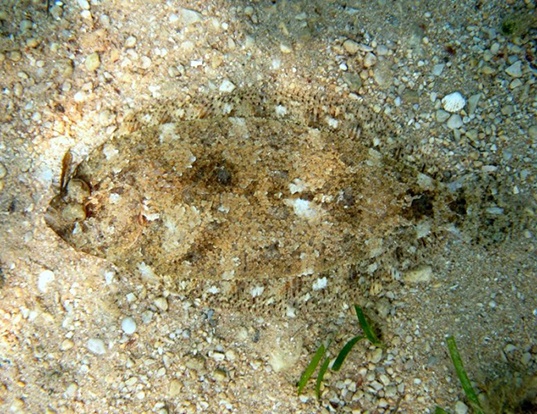 GROHMANN'S SCALDFISH LIFE EXPECTANCY