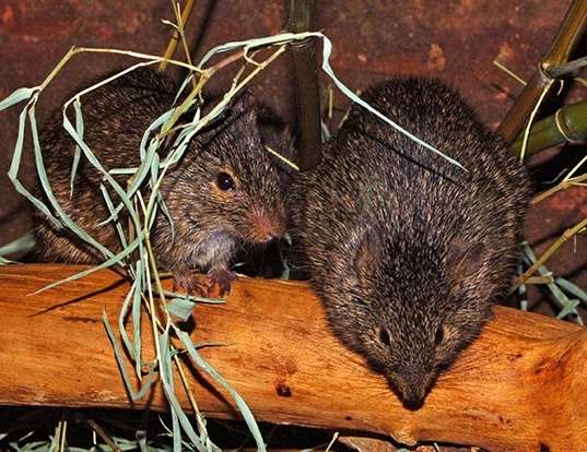 HOUSE RAT LIFE EXPECTANCY