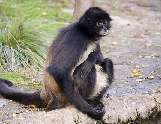 PREUSS'S MONKEY LIFE EXPECTANCY