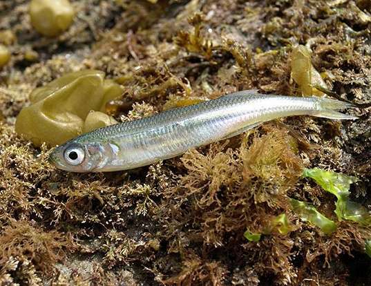 SAND SMELT LIFE EXPECTANCY