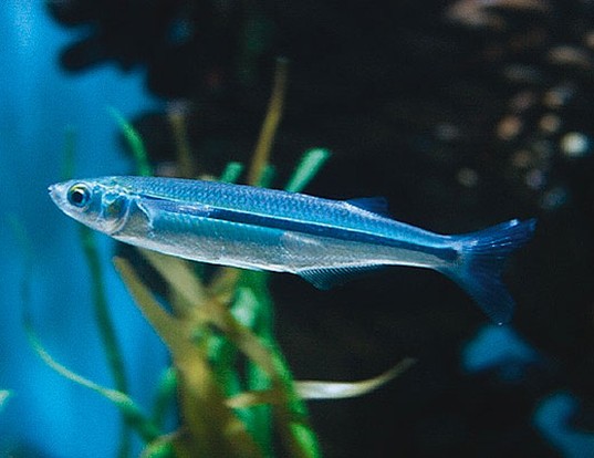 JACK SILVERSIDE LIFE EXPECTANCY