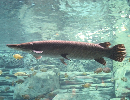 ALLIGATOR GAR LIFE EXPECTANCY