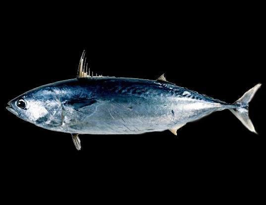 ESPERANZA DE VIDA DE LOS FRIGATE TUNA