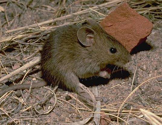 SILKY POCKET MOUSE LIFE EXPECTANCY