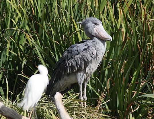 SHOEBILL LIFE EXPECTANCY